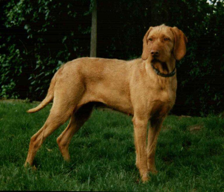 Hungarian Wire-haired Pointer - Characteristics and character - Dogs breeds
