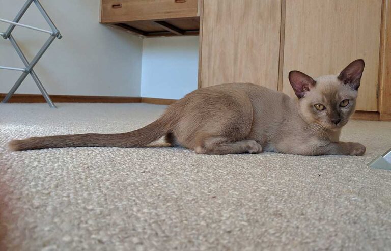 Burmese cat - Characteristics and character - Cat breeds