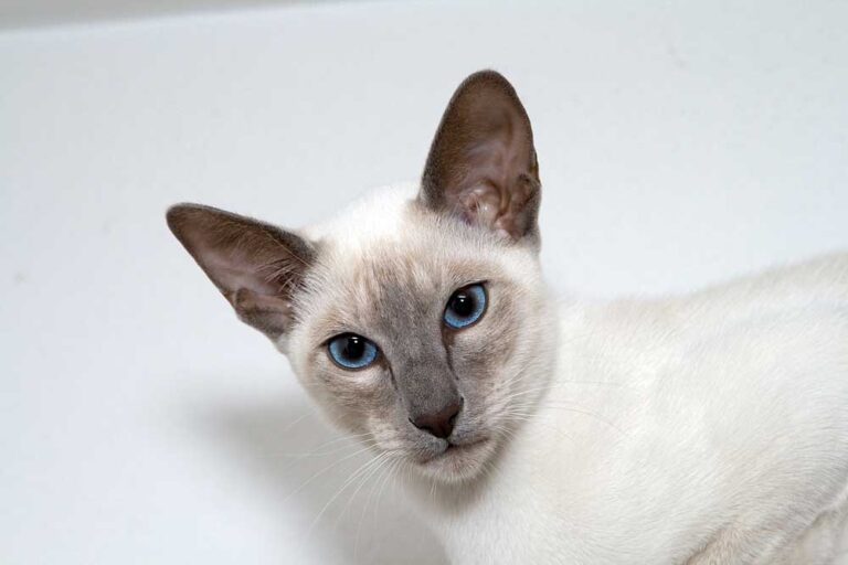 Modern Siamese cat - Characteristics and character - Cat breeds