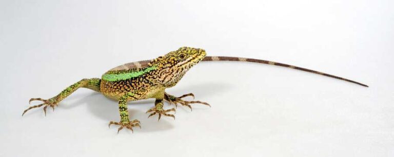 Green striped tree dragon - Behavior, accommodation and care.