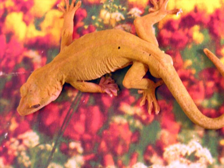 Golden gecko - Accommodation, care and maintenance - Reptiles