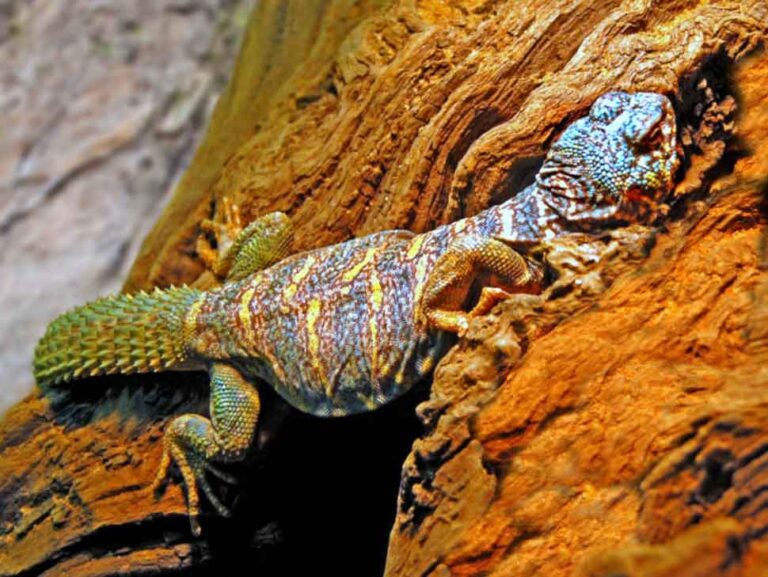 Ornate mastigure - Species of spiny-tailed lizards