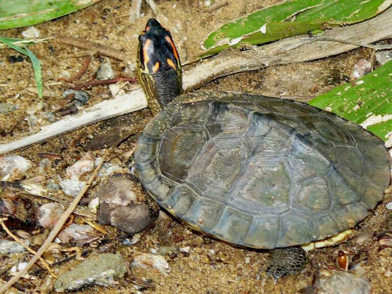 Spot-legged wood turtle - Accommodation, care and maintenance.