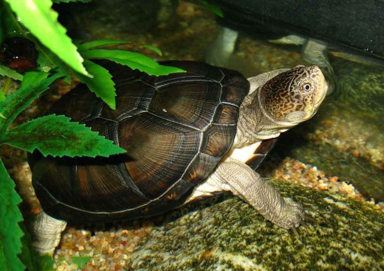 West African mud turtle - Accommodation and care.