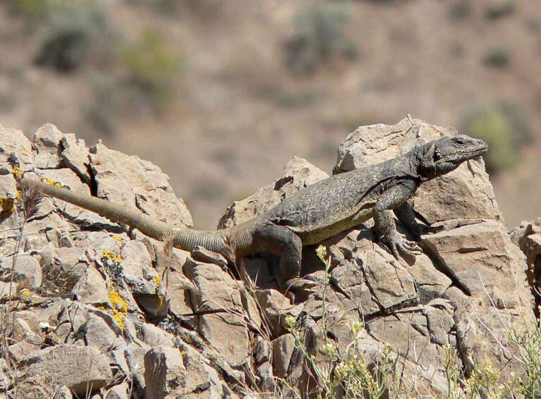 Common chuckwalla - Accommodation, care and maintenance.