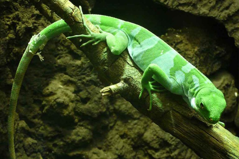 Lau banded iguana - Accommodation, care and maintenance