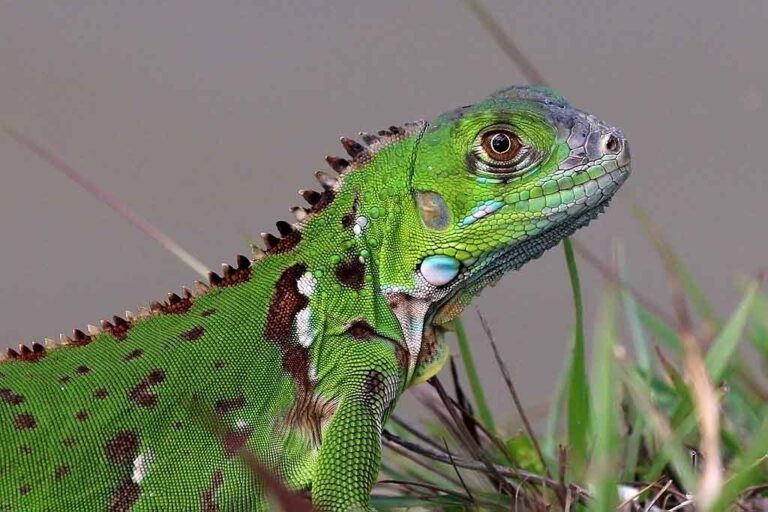 Green iguana - Accommodation, care and maintenance