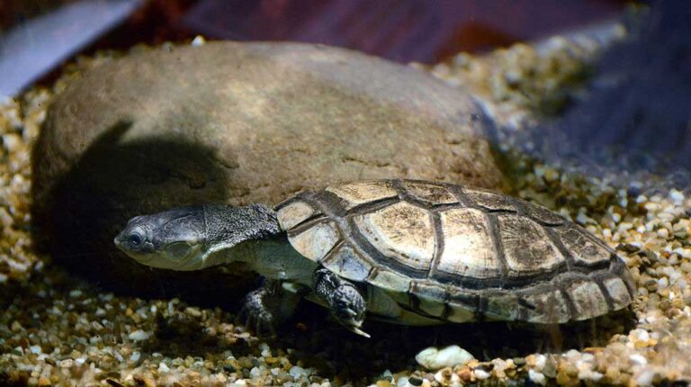 African helmeted turtle - Accommodation, care and maintenance