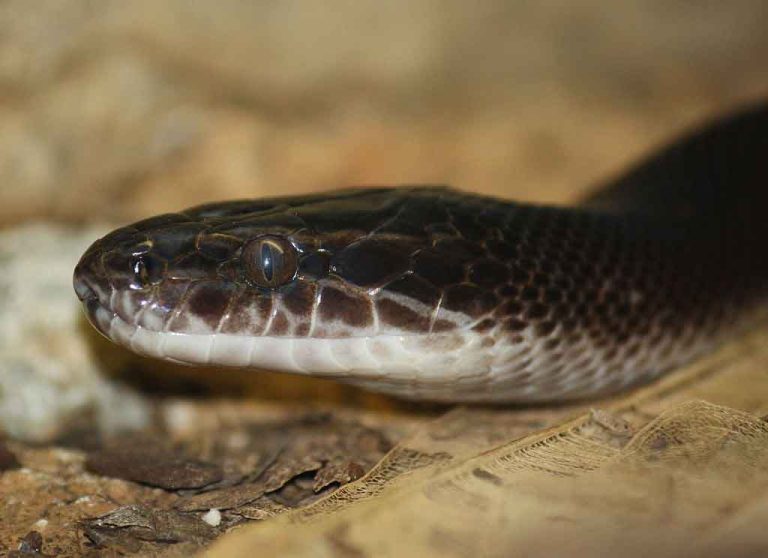 African house snake - Accommodation, care and maintenance