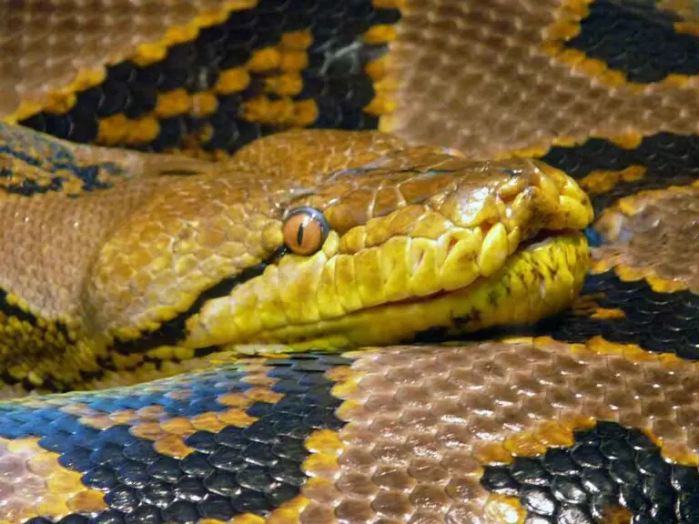 Reticulated python - Accommodation. care and maintenance
