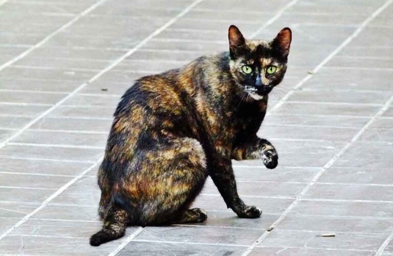 Manto de los gatos