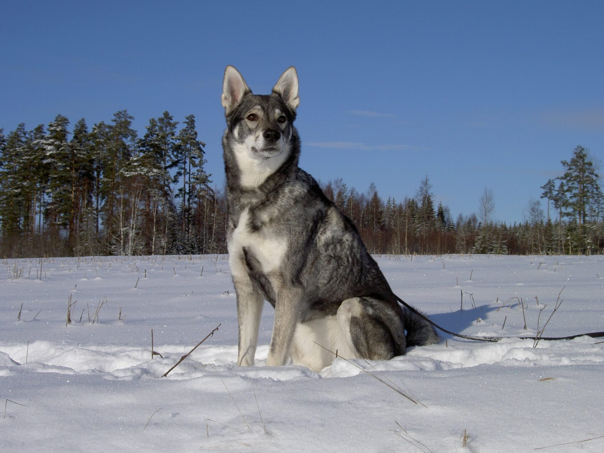 Jamthund - Nordic Hunting Dogs - Dogs of Sweden