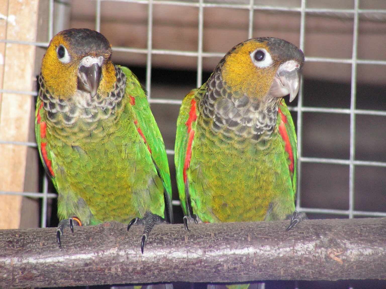 Black-capped Parakeet (Pyrrhura rupicola) - Exotic birds